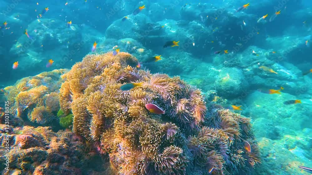 Polyps poisonous anemones tentacles schools of small orange and black ...