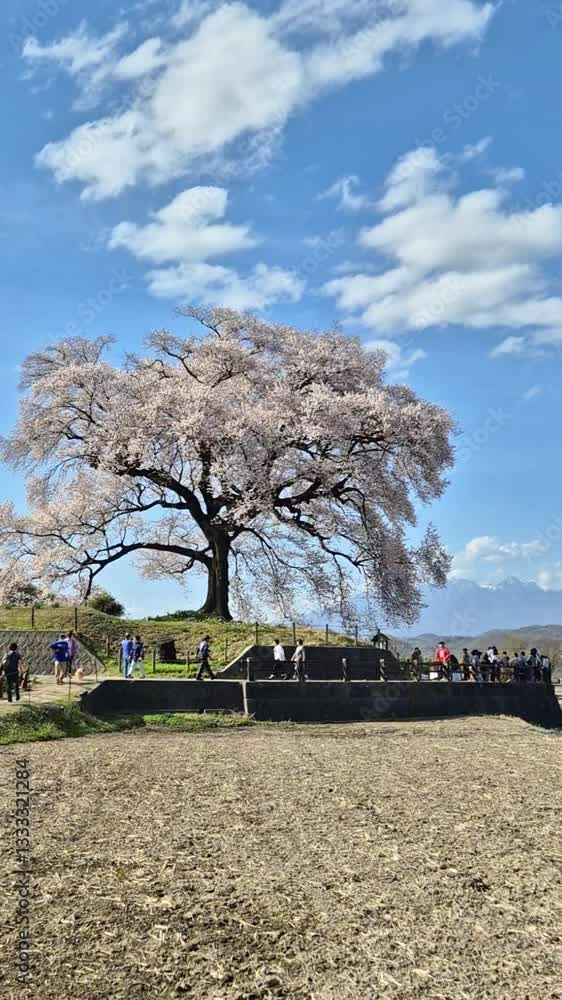 Yamanashi, Japan - April 2024 : Locals and tourists visit Wanitsuka no ...