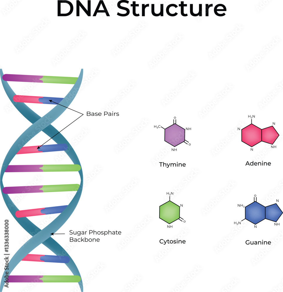 Poster DNA Structure Double Helix and Base Pairs Vector Illustration ...