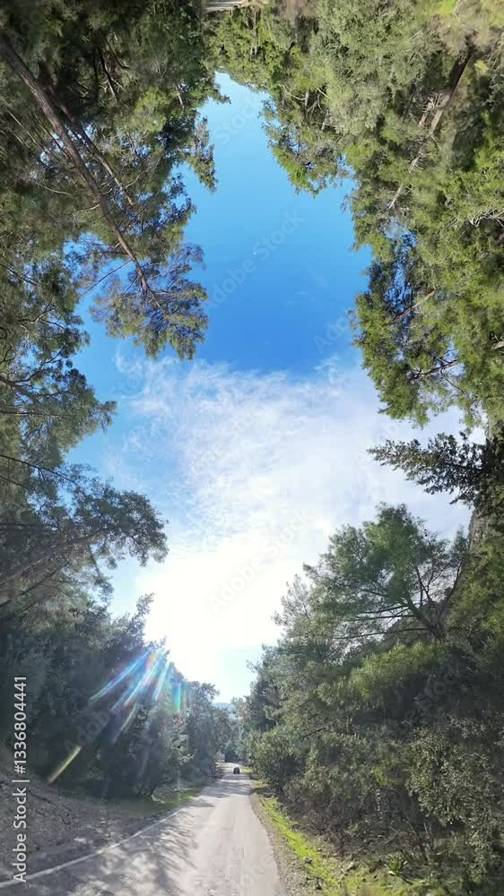 Vertical video. Upward View of Tall Green Trees Forming a Circular Sky ...