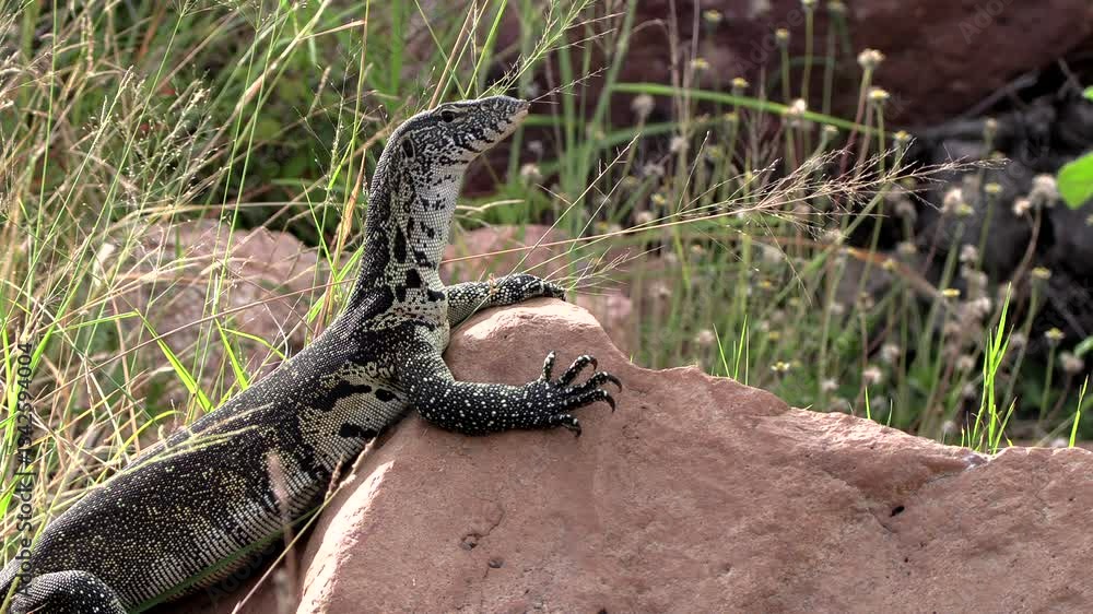 A large Nile water monitor lizard basking on a rock in the wilderness ...