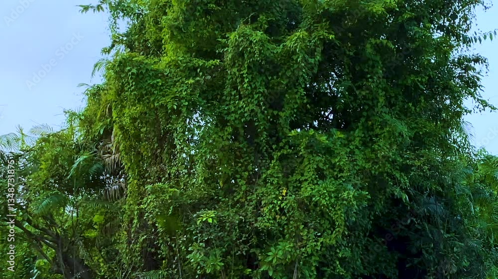Jungle trees with hanging vines in Sundarban mangrove forest. Calamus ...