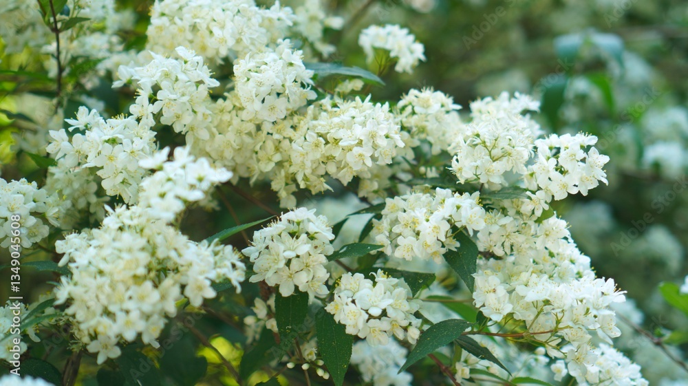 Poster White hydrangea inflorescences on a shrub in spring close-up as ...
