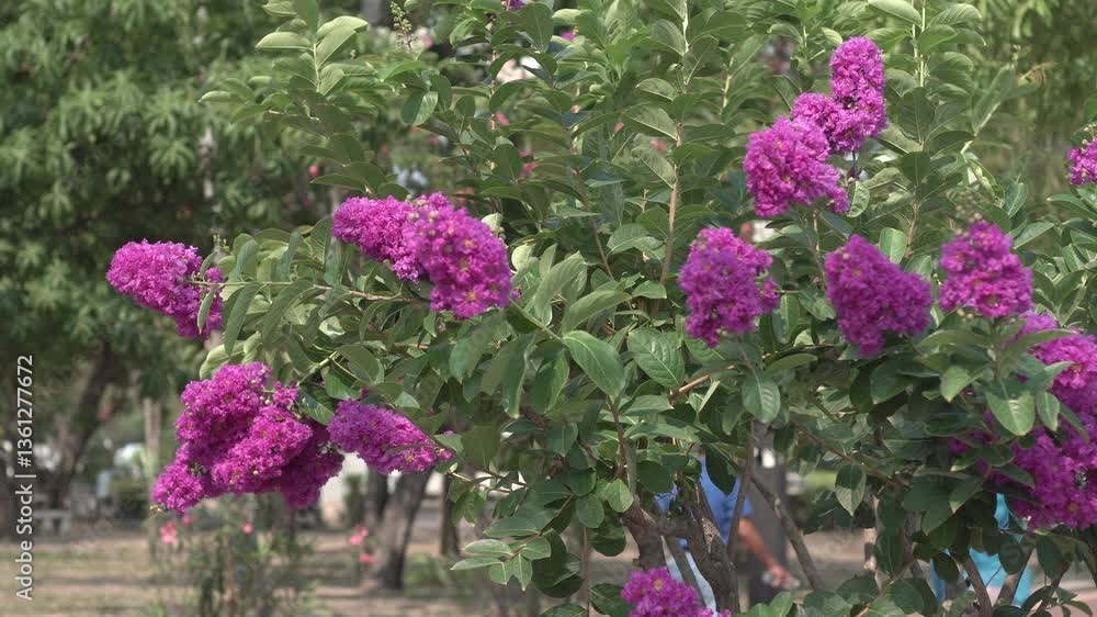Japanese Crape Myrtle Flower, Lagerstroemia Indica. Lagerstroemia ...