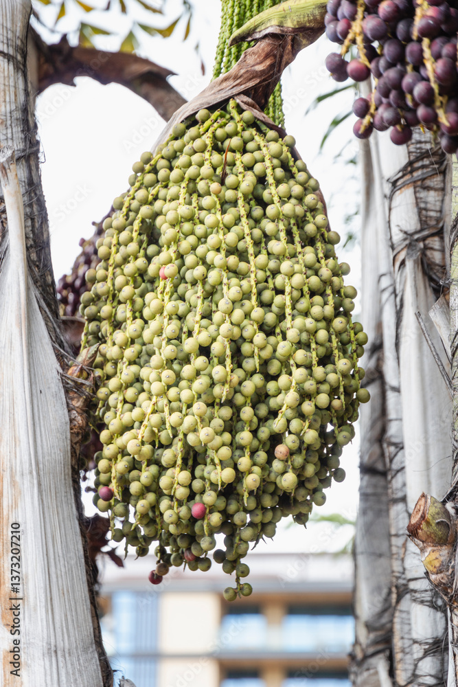 Poster Hanging fruit of the Caryota mitis palm tree, known as the ...