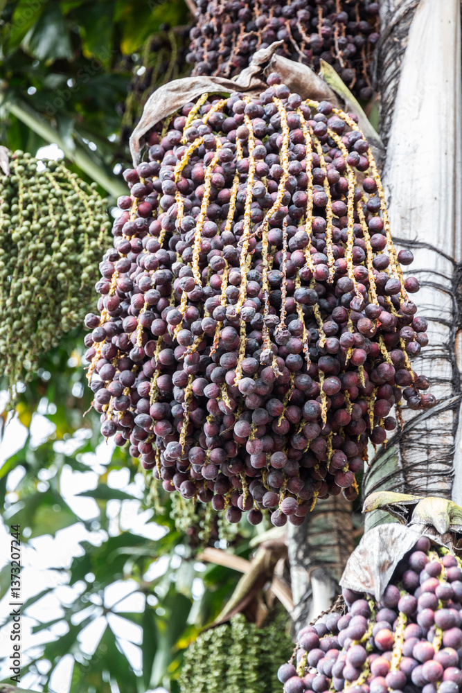 Poster Hanging fruit of the Caryota mitis palm tree, known as the ...