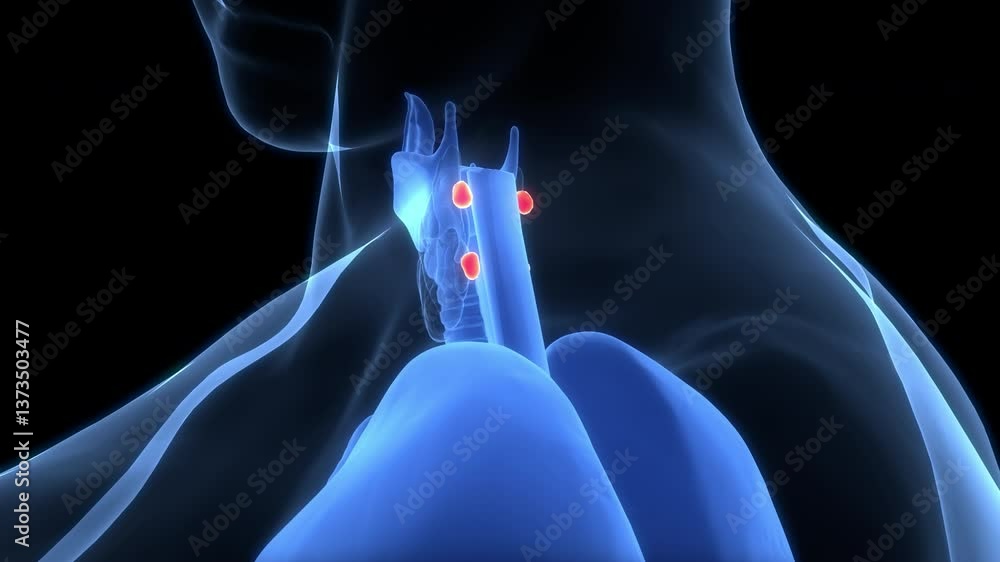 Human Body Glands Parathyroid Gland Anatomy Animation Concept vídeo de ...