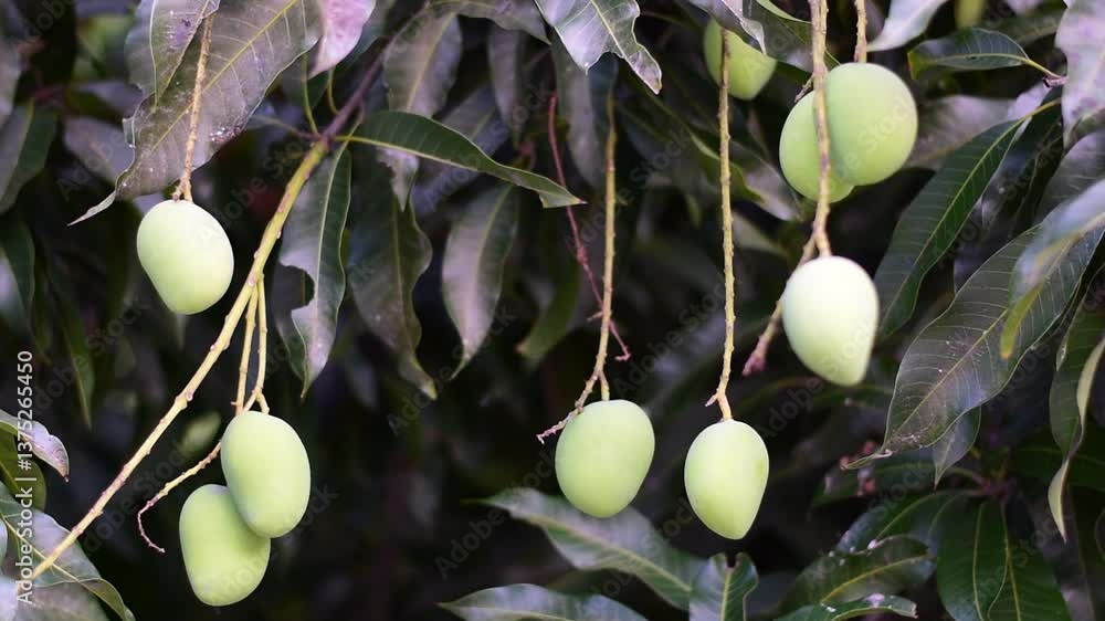 Mango, Scientific name Mangifera caloneura Kurz, Ripe Mango tree ...