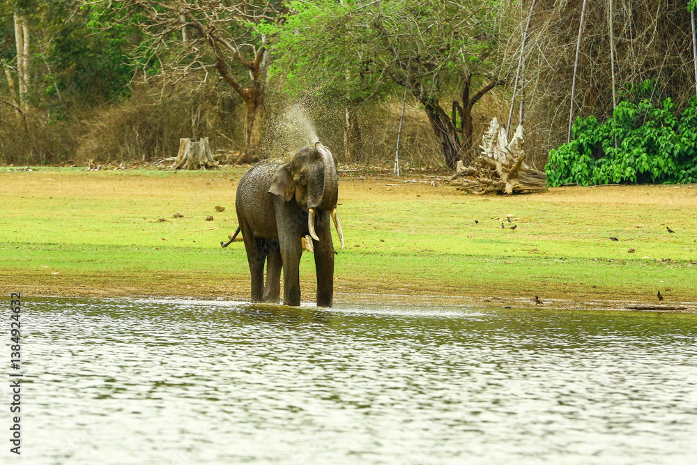 Poster The Indian elephant (Elephas maximus indicus) is one of three ...