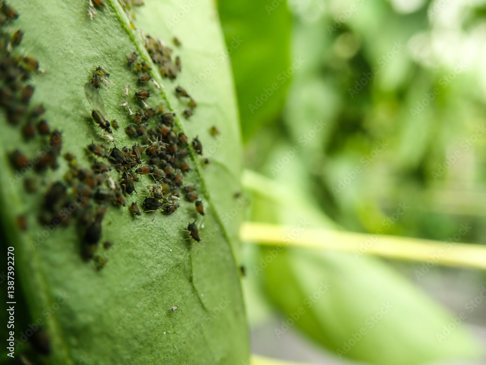 Poster Aphids that feed on the underside of leaves to suck nectar ...