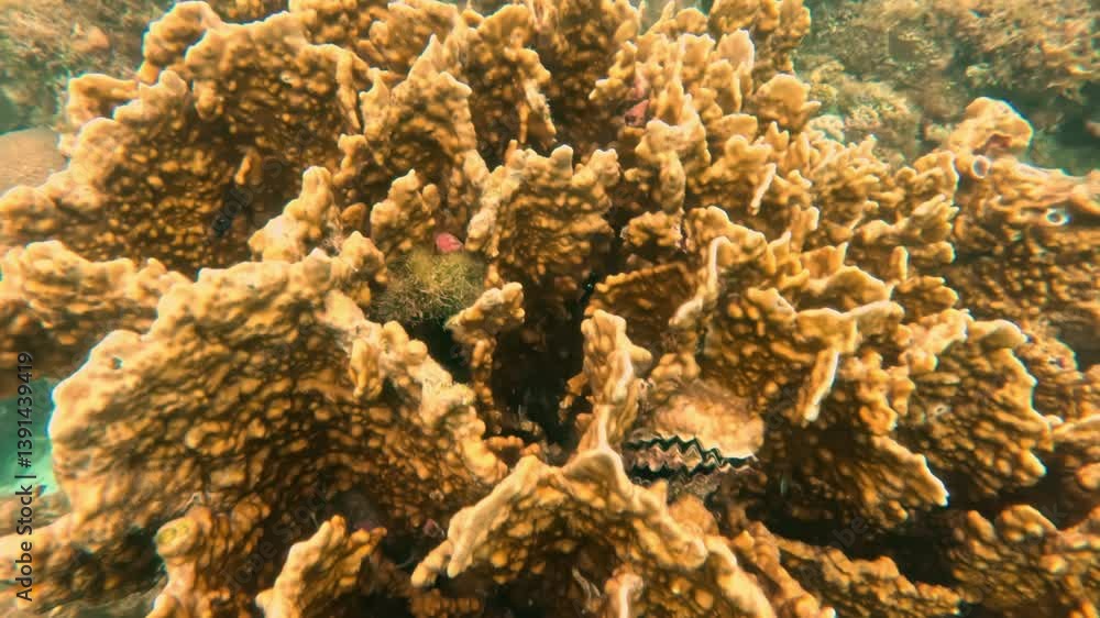 Hard Coral Structure with Giant Clam Underwater close-up of hard coral ...