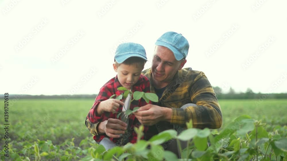 Father and son in soya field. Family bonding on organic farm. Teaching ...