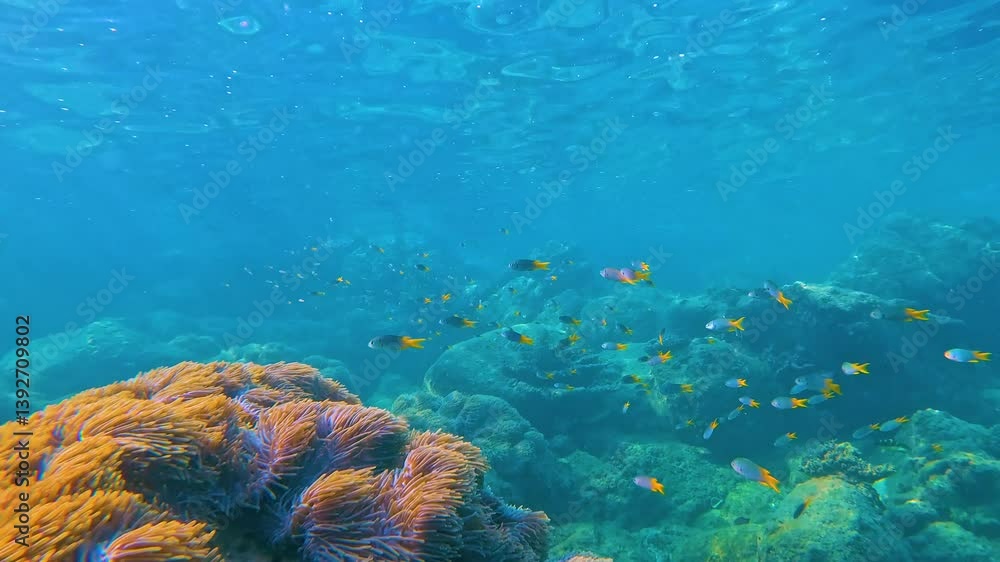 Underwater coral reef float habitat diving to polyps poisonous anemones ...