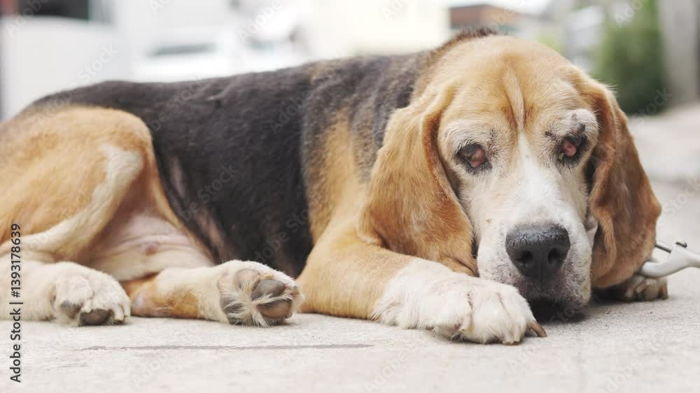 A senior beagle lies down on a urban quiet street, showing visible ...