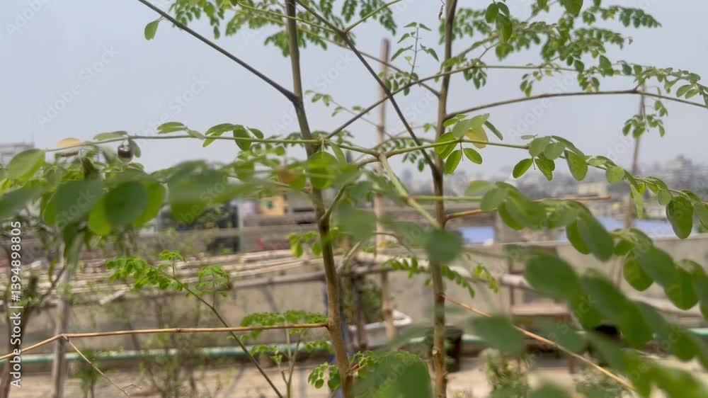 green grass in the wind, Moringa oleifera medicinal leaves on the tree ...
