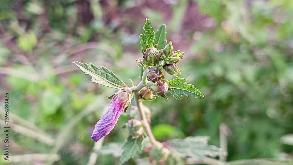 Apical meristem of plant shoots produces aerial organs above ground ...