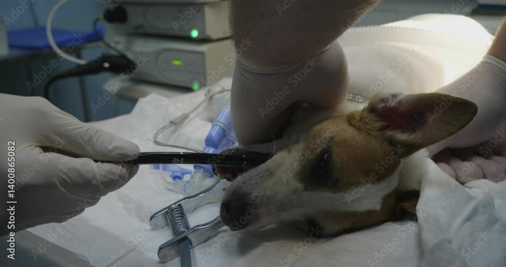 Veterinarians perform a gastroscopy on an anesthetized Jack Russell ...