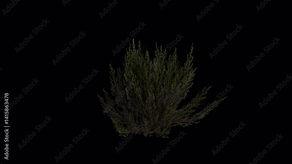 Great Basin Sagebrush blowing in the wind Loop Animation. Wind blows ...