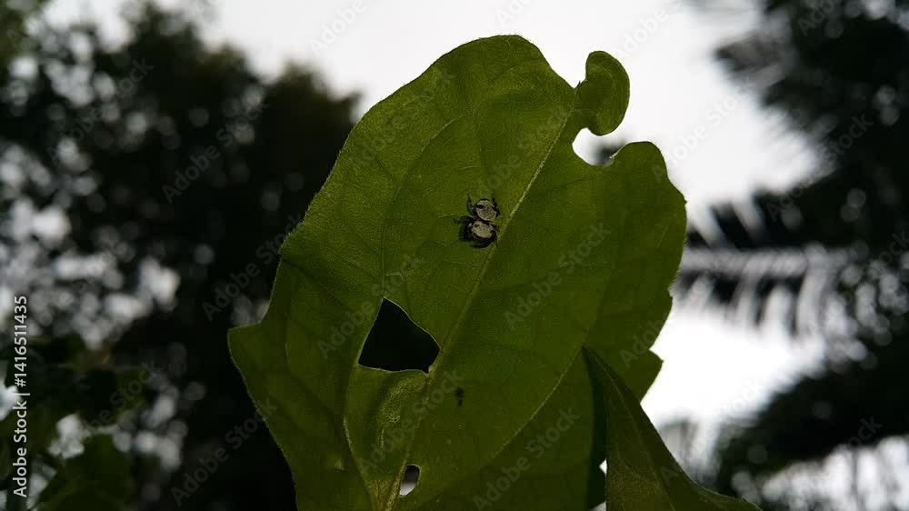 Mangrove Jumping Spider from a low angle. Perfect for documentaries in ...
