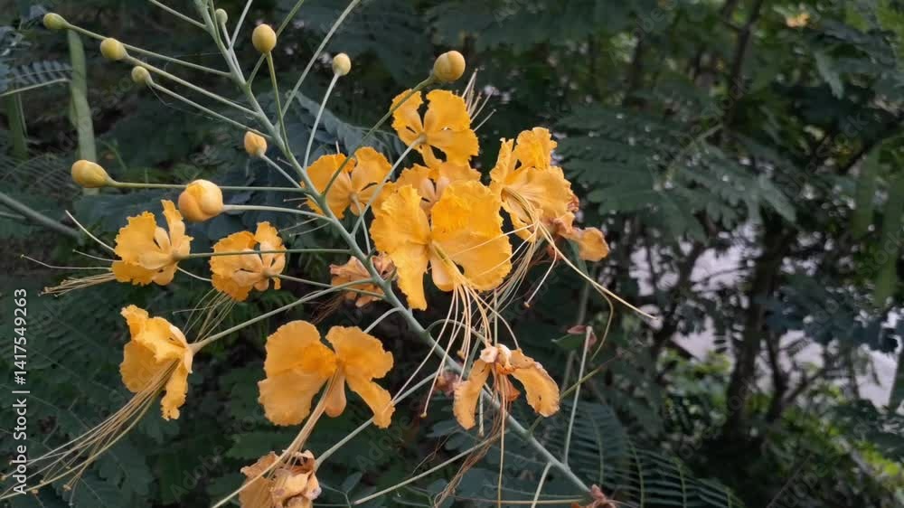 Kembang merak or Peacock Flowers (Caesalpinia pulcherrima) blowing in ...