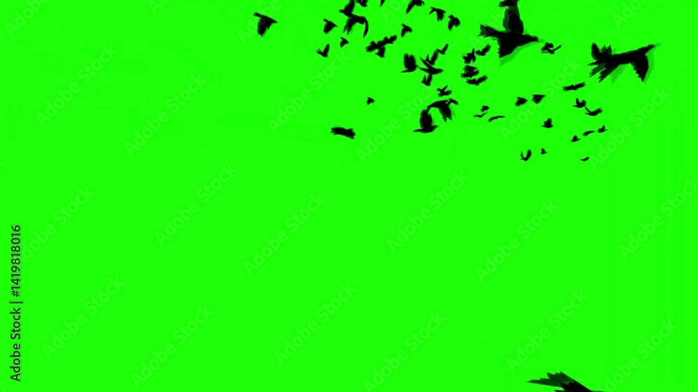 Vidéo Stock Birds flying across Green Screen Background 3D render ...