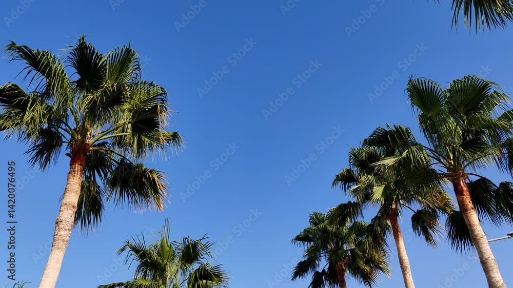 Washingtonia Palm Trees Top View, Palm Trees Full View With Their ...