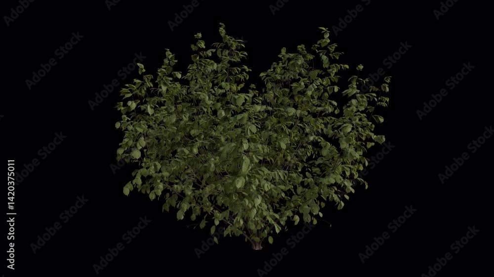 European Hazel blowing in the wind Loop Animation. Wind blows the Shrub ...