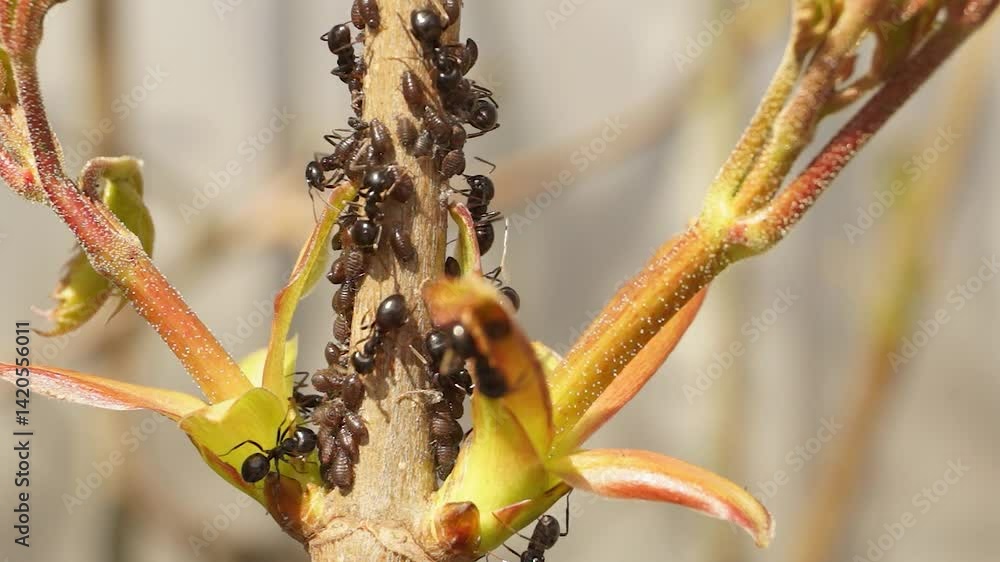 Symbiosis of ants and aphids. The ant tickles the aphid with its ...