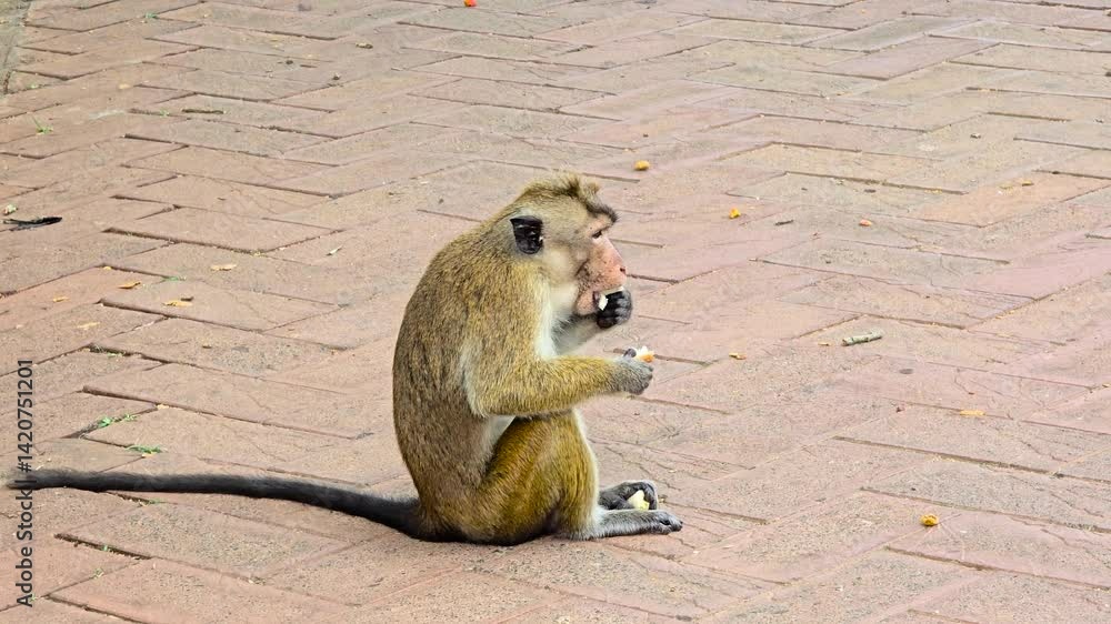 Toque macaque monkey sitting on ground and eating, natural wildlife ...