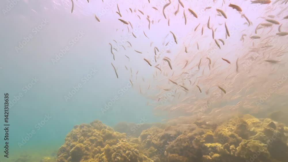 Camera zooms out to reveal expansive blooms of dancing plankton ...