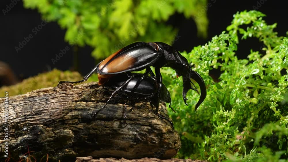 Beetles are breeding in nature. Hexarthrius parryi, the fighting giant ...