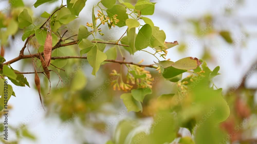 Dalbergia sissoo tree flower. It's other names North Indian rosewood ...