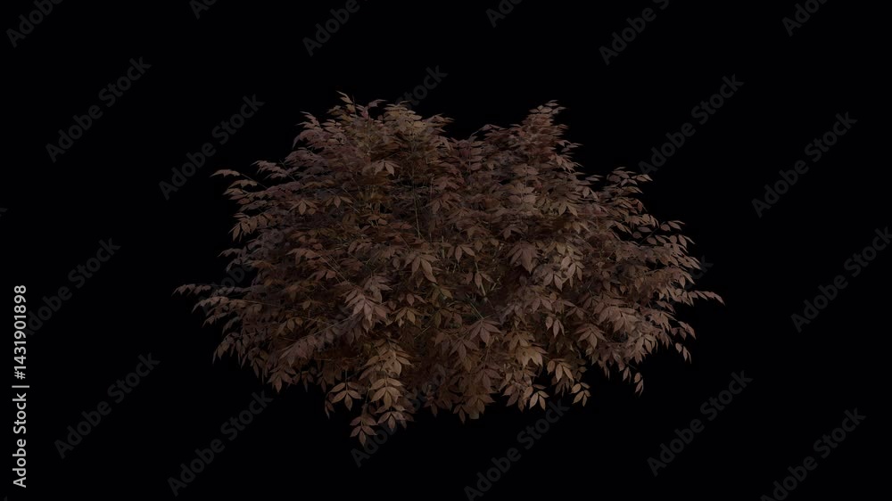 Elder-berry blowing in the wind Loop Animation. Wind blows the Shrub ...