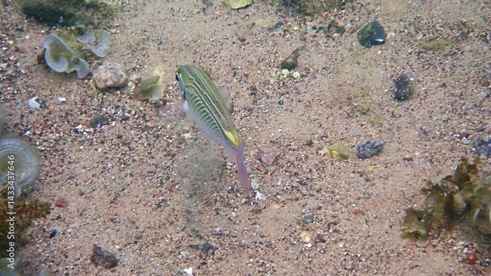 Arabian monocle bream (Scolopsis ghanam), belongs to the family ...