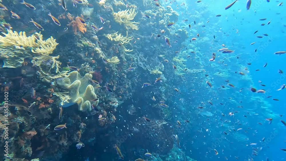 Shoals of mixed tropical fish swimming amongst coral wall on steep wall ...