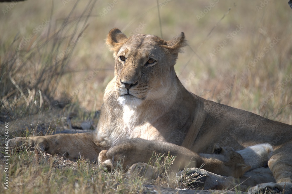 Poster Lion in wild savanna , Animal of africa – Wall Art | UkPosters