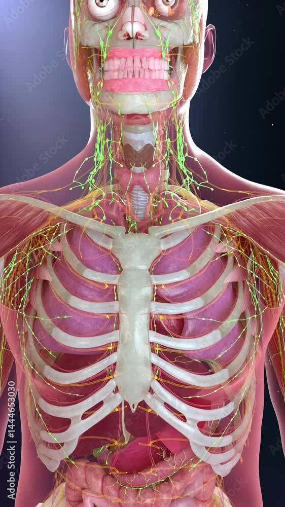 Human anatomy 3D animation, human skeletal system, muscular system ...