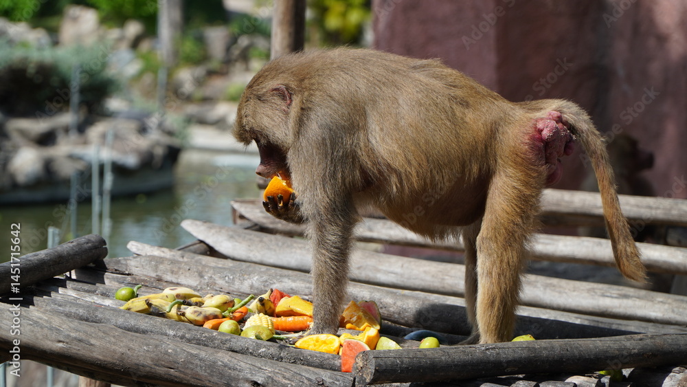 Poster The monkey Baboon (Papio cynocephalus) eats fruit – Wall Art ...