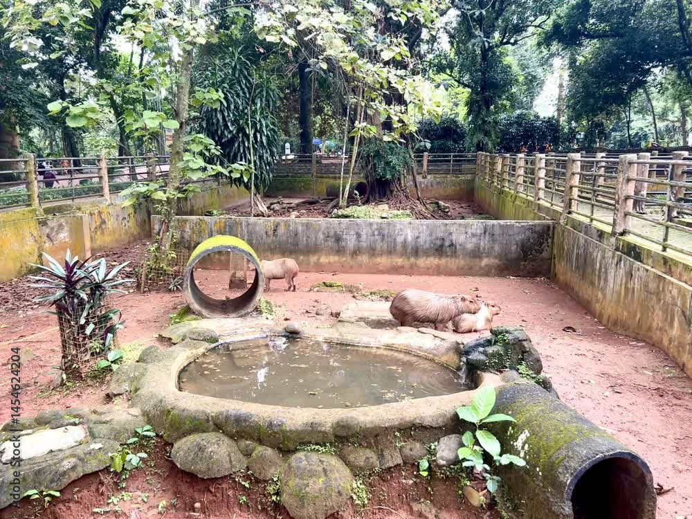 Vidéo Stock Real life of capybara with cute face, brown fur who loves ...