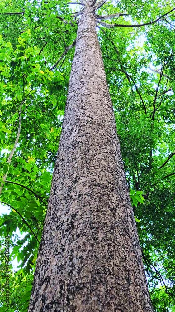 Natural Series : A old big tree in the Chiang Mai Arboretum. A large ...