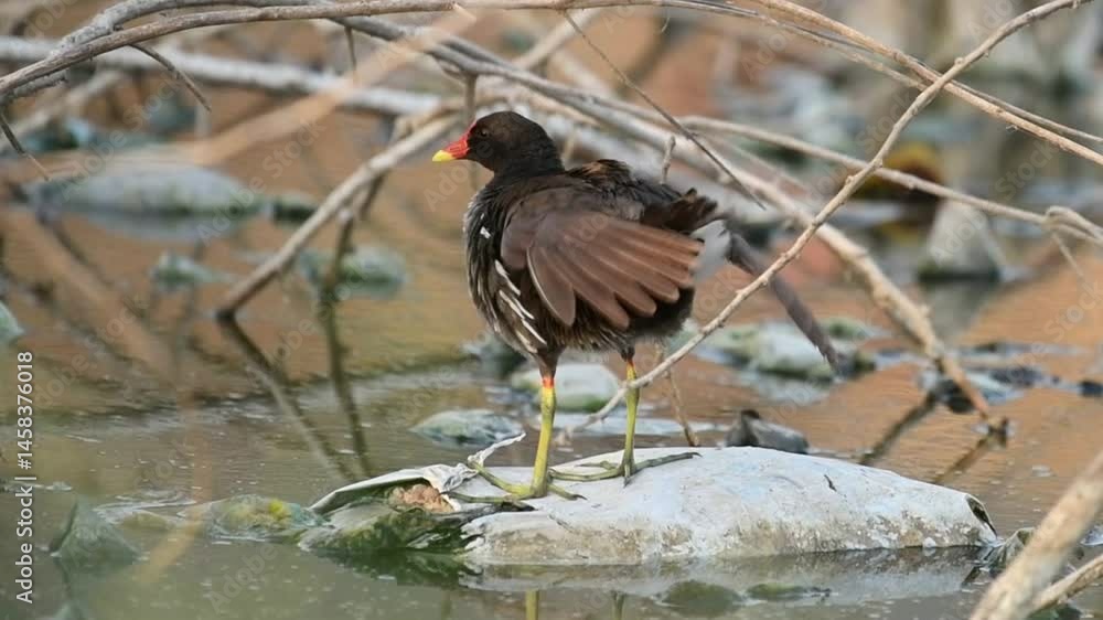 footage of common moor hen in habitat, The common moorhen, also known ...