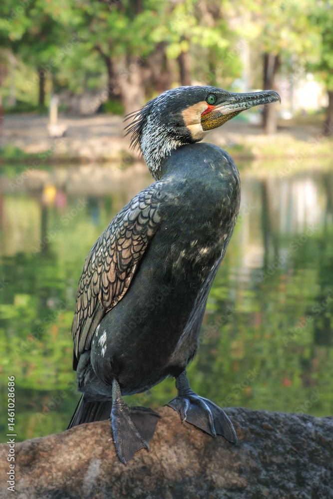Poster Wildlife photography of birds in Hong Kong park and Shenzhen bay ...