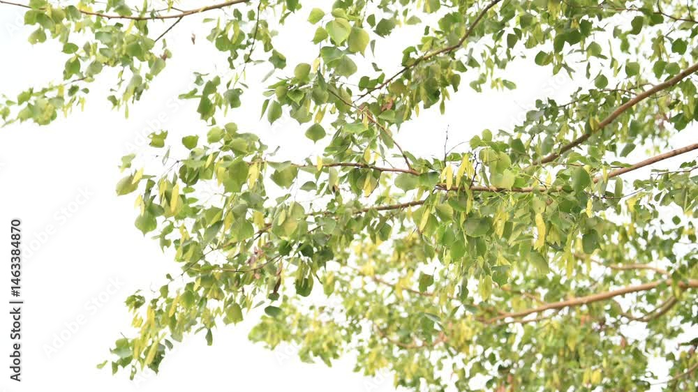 Video „Dalbergia sissoo tree. It's other names North Indian rosewood ...