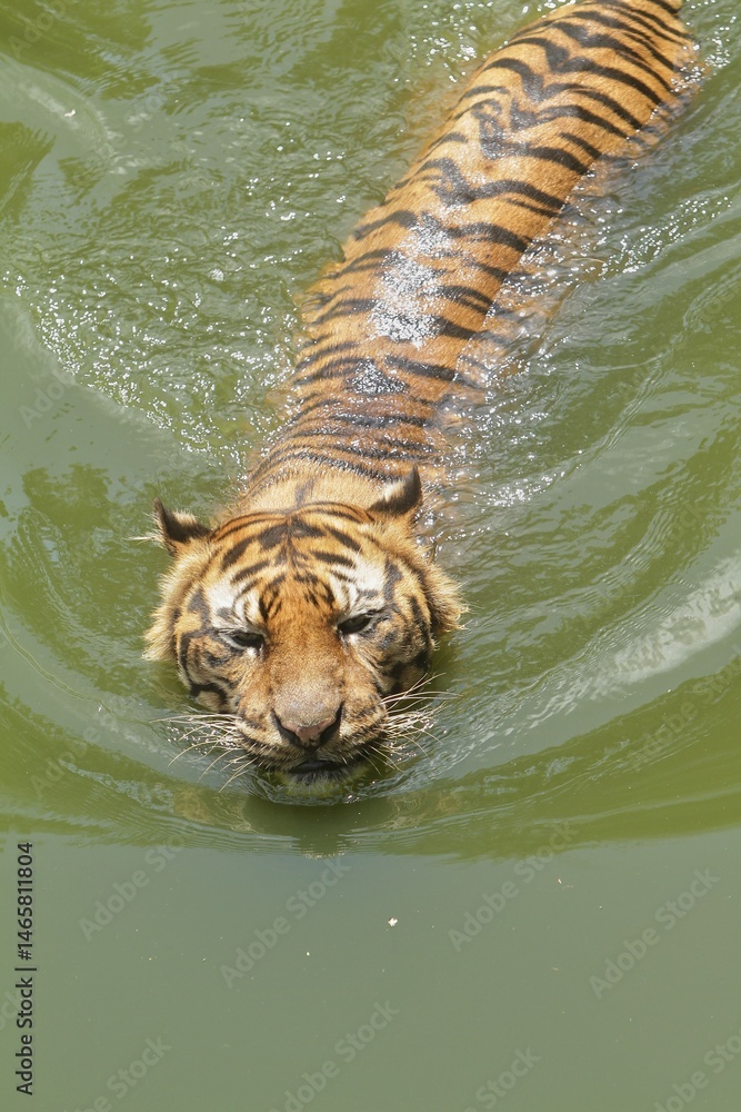 Poster Portrait of a Sumatran tiger swimming in the river – Wall Art ...
