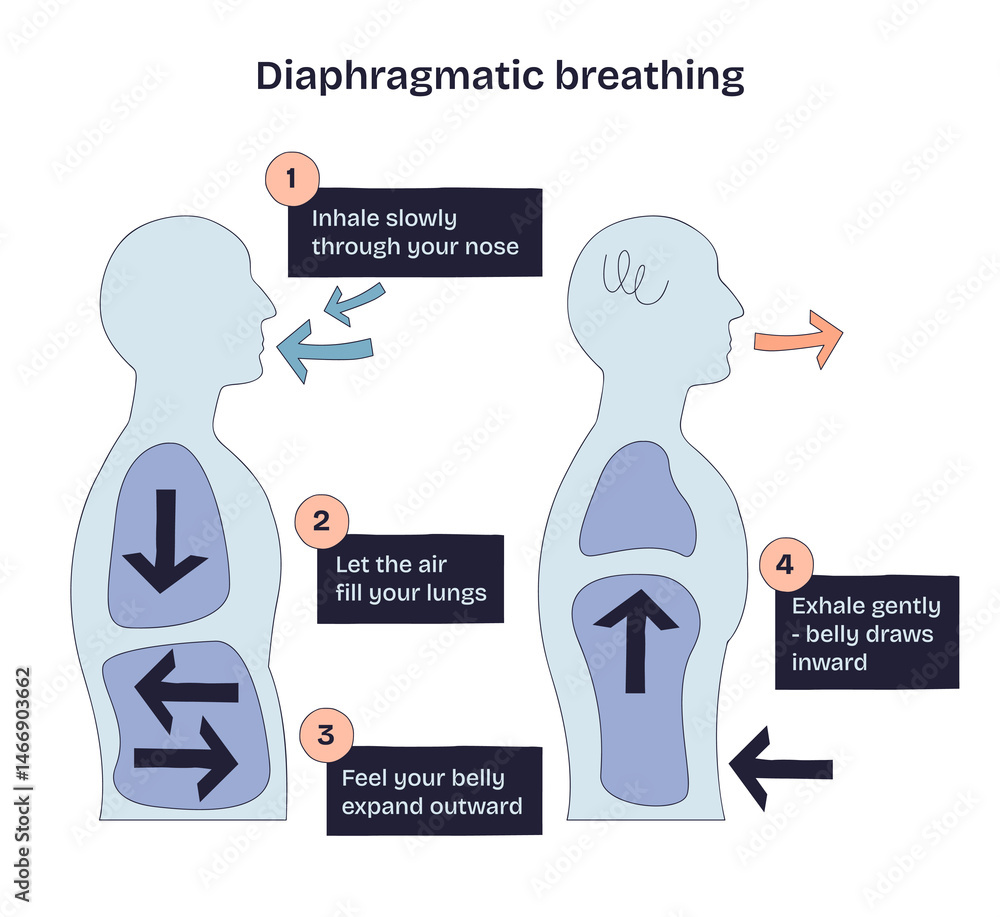 Poster Diaphragmatic breathing shows airflow, lung expansion, and belly ...
