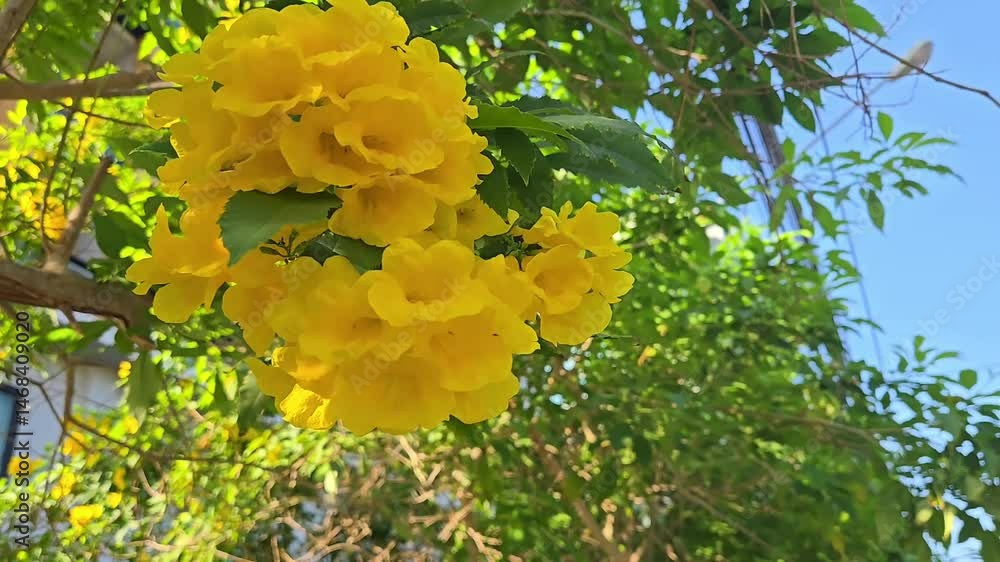 Tecoma stans yellow bell flower tree branch swinging in wind. Natural ...