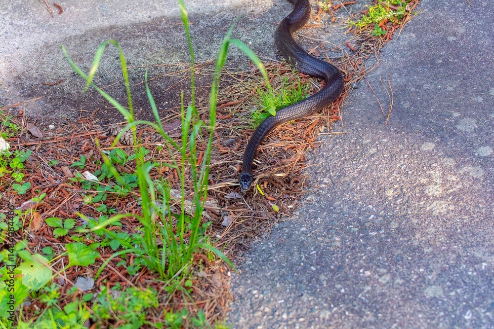 Poster Rat Snake (Pantherophis obsoletus) in North Carolina – Wall Art ...
