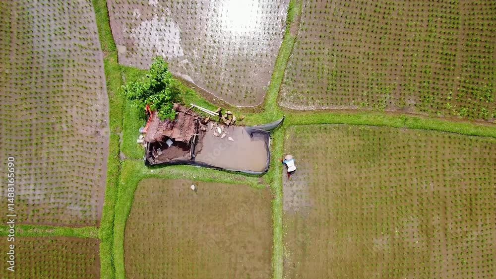 Drone footage shows an aerial view of paddy fields, also known as rice ...