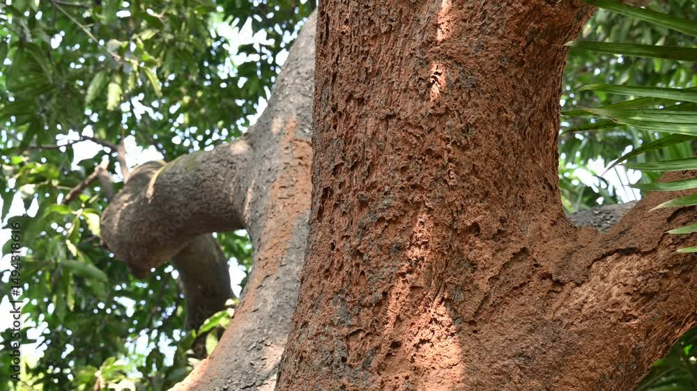 Termite nest on a mango tree. Termites eating tree wood. Trunk tree ...