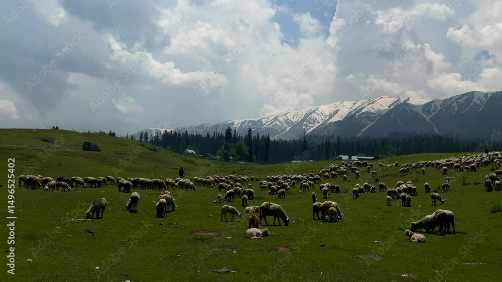 Sheep sacrifice Eid-Ul-Adha the Muslim Community Festival. Eid Adha ...